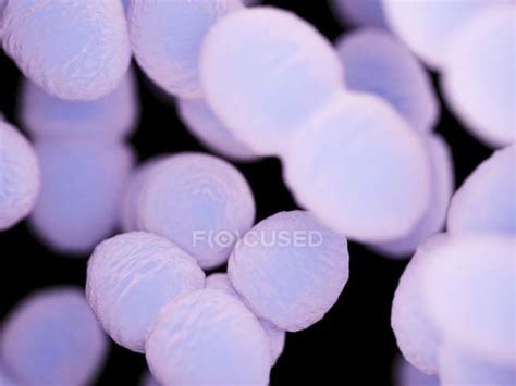Purple Colored Enterococcus Bacteria Computer Illustration — Pyogenic