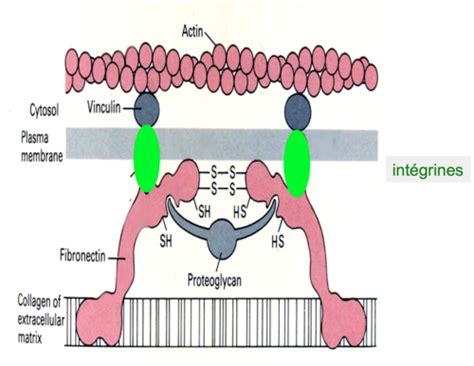 Tissus Conjonctif Cartes Quizlet