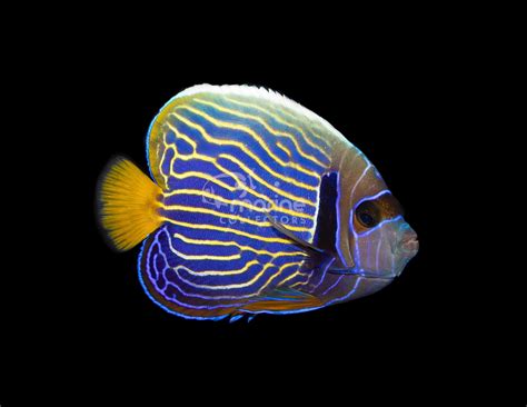 Sale Marine Collectors