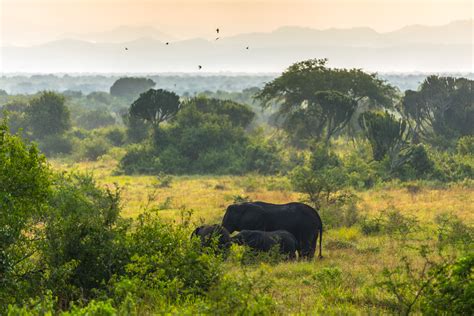 Best Of Uganda Destination Afrika