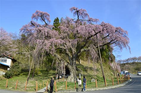 No 13634紅枝垂れ地蔵桜 郡山市 観光フォトライブラリ 法人教育団体メディアの皆様向けふくしまの旅