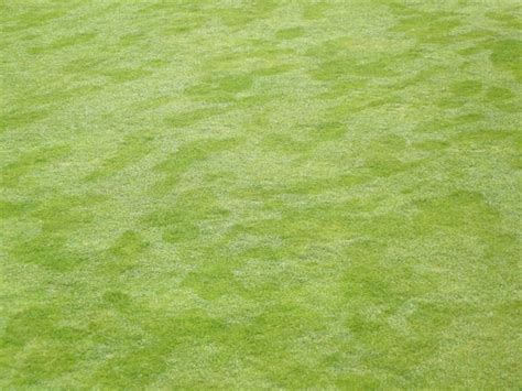 Premium Photo Full Frame Shot Of Grassy Field