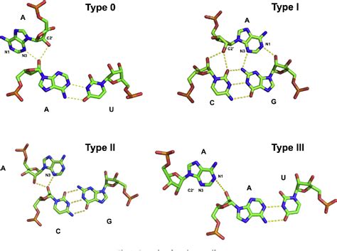 Figure 1 From Novel Features For Identifying A Minors In Three Dimensional Rna Molecules