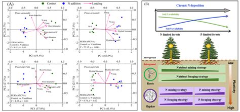 中科院成都生物所尹华军团队在氮沉降下高寒森林根系和外生菌根菌丝养分获取策略权衡中获新进展 知乎