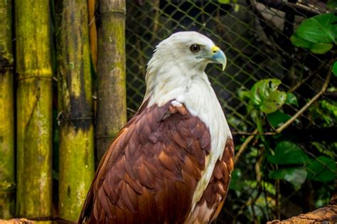Premium Photo Closeup Eagel Hawk Or Elang Bondol Haliastur Indus Is A