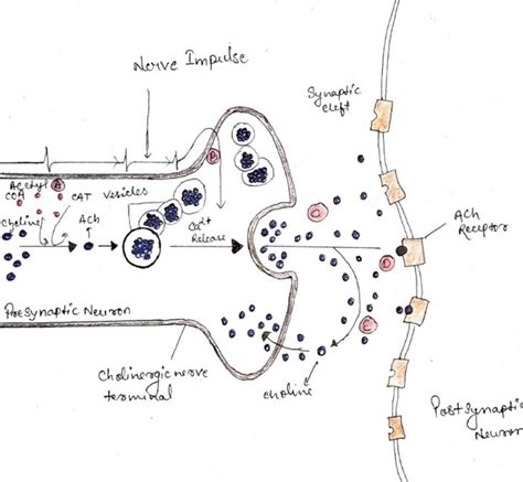 Exploring The Influence Of Cholinergic Modulation On Hippocampal Activity And Memory Abilities