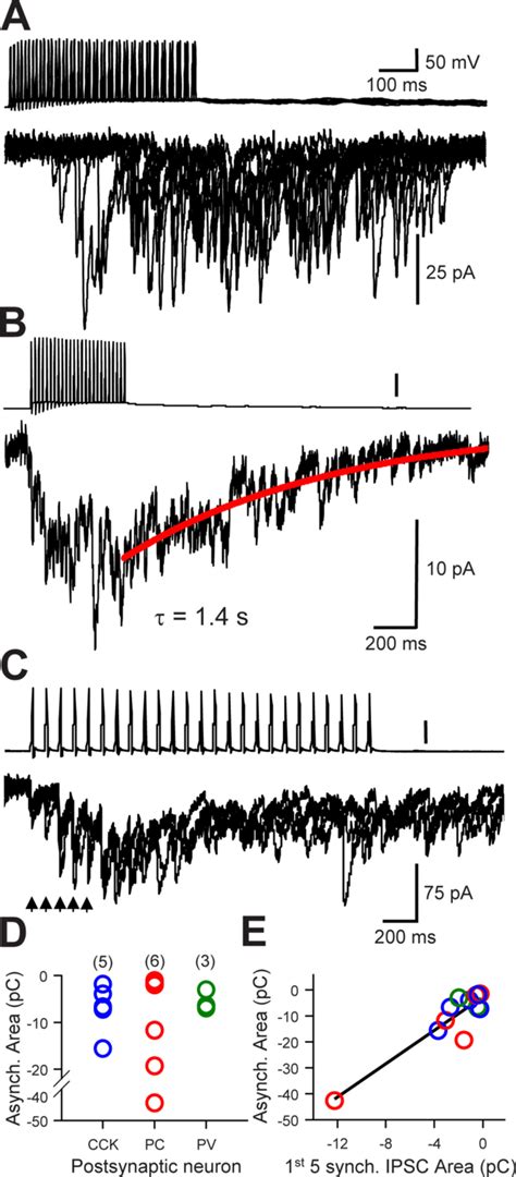 Asynchronous Release From Cck Cells Interneurons A Asynchronous Download Scientific Diagram
