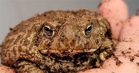 Great Plains Toad Album On Imgur
