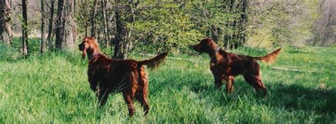 Anamacara Irish Setters Henri U Ch Anamacara Ready For Prime Time