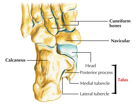 Talus Bone Labeled