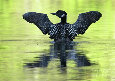 Loon Wing Stretch Photograph By Randy Beacham Fine Art America