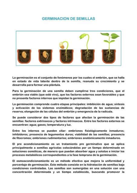 GERMINACIÓN DE SEMILLAS Ana B uDocz