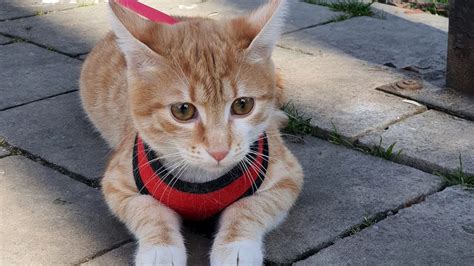 B365 Kitty Kitty Pisicuța Portocalie Pierdută Pe La Hala Traian Din București Stăpâna O