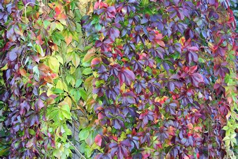 How Fast Does Virginia Creeper Grow Back Gardener