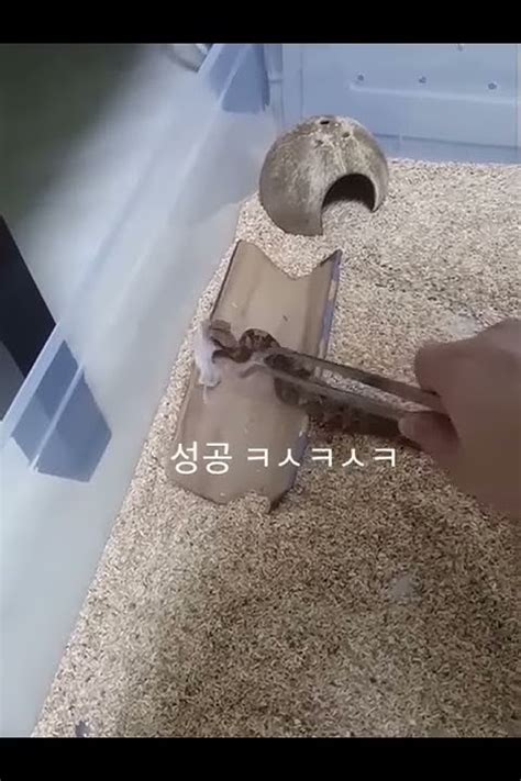웨스턴 가분 바이퍼 Bitis G Rhinoceros 피딩 ㅋㅋㅋ 공속 오지죠 Youtube