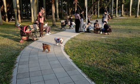 La Dernière Incursion De Shiba Inu Dans Le Métaverse Sera T Elle Son