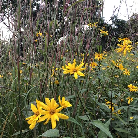 Habitat Management And Ecological Monitoring Beacon Environmental