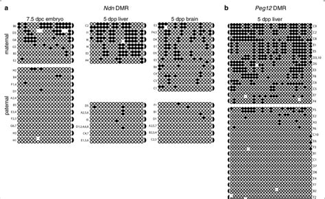 The Maternally Methylated Secondary Dmrs Associated With Ndn And Peg12 Download Scientific
