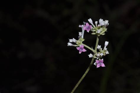หญ้ารากขาว หญ้าเกล็ดหอย หอพรรณไม้ Forest Herbarium Bkf