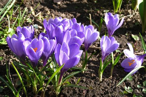 Krokus Arten Sorten Bersicht Plantura