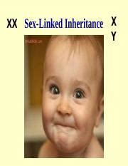 Sex Linked Inheritance Ppt Xx Sex Linked Inheritance X Y Autosomal Chromosomes Chromosome