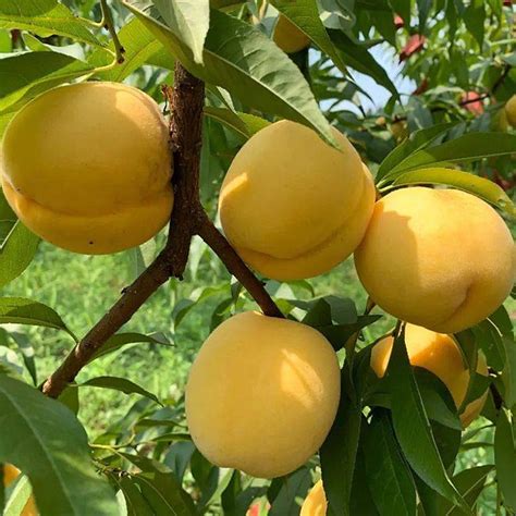 Dwarf Peach Silvan Sunset Fruit Tree Buy Now Ladybird Nursery