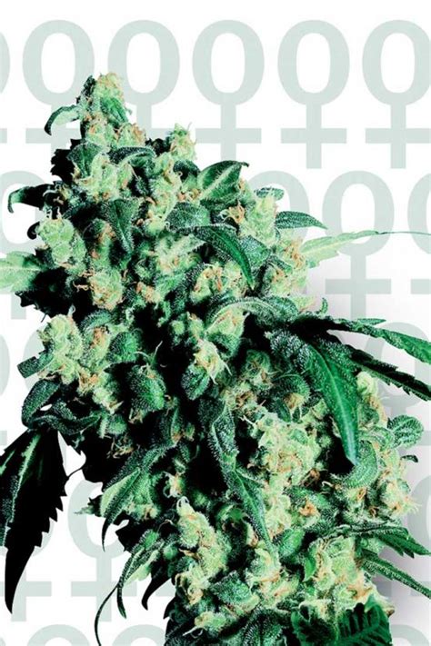 Jamaican Pearl Buy Sensi Seeds Cannabis Seeds