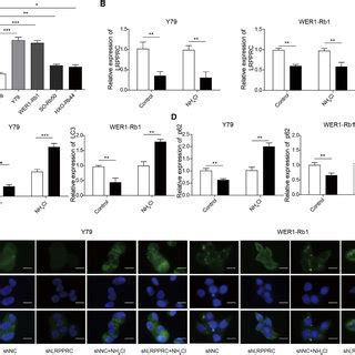 Differential Expression Of LRPPRC And Autophagy Related Molecules In RB