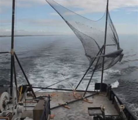 Killer Bee Uav Swift Engineering