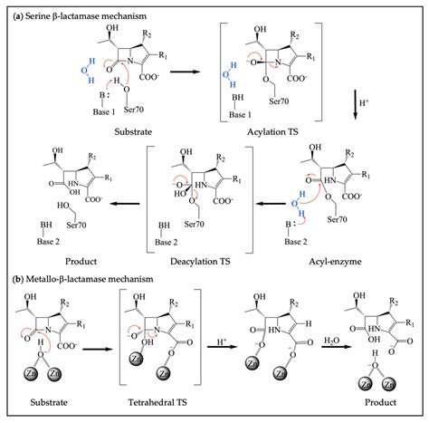 Drug Discovery In The Field Of β Lactams An Academic Perspective
