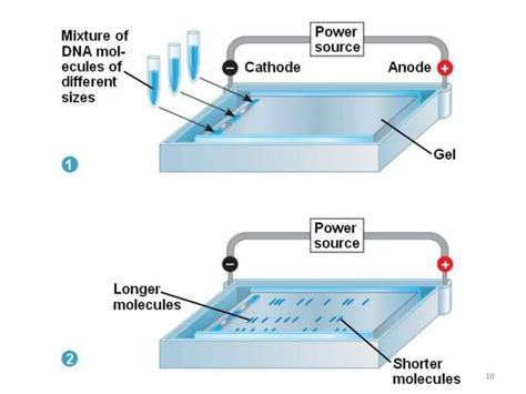 Western Blotting Technique Pptx Chemistry Science
