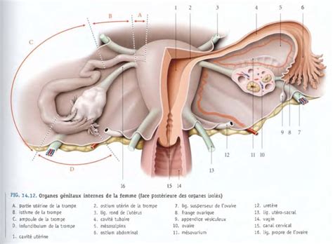 Artère utérine et lames portes vaisseaux mésomètre paramètre