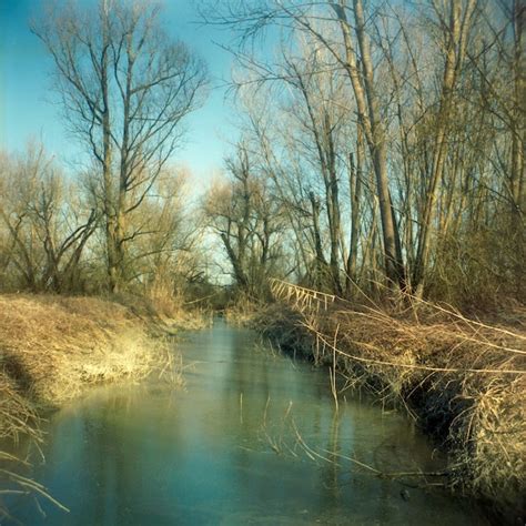 Bare Trees In Forest Premium Photo