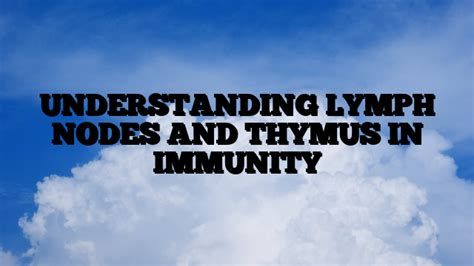 Understanding Lymph Nodes And Thymus In Immunity Austin Tommy