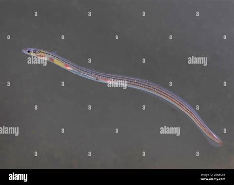 Glass Eel Phase At Steven Ralph Blog