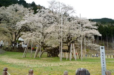 Mitsu