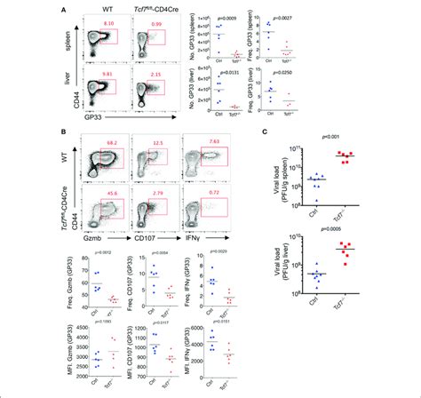 Tcf1 Deficiency Exacerbates Cd8 T Cell Exhaustion In Lcmv Chronic