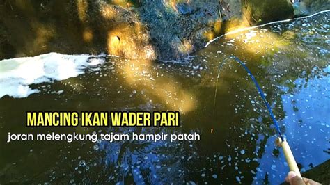 Mancing Ikan Wader Pari Di Sungai Bantaran YouTube