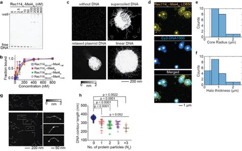 Dna Binding And Nucleoprotein Condensate Formation By The Rm Tdb Download Scientific Diagram
