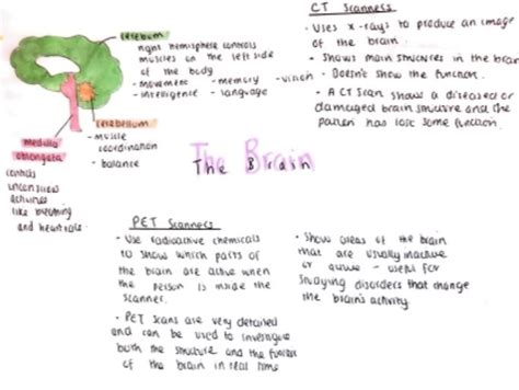 Edexcel Gcse Higher Biology Topic Cells Control Teaching Resources