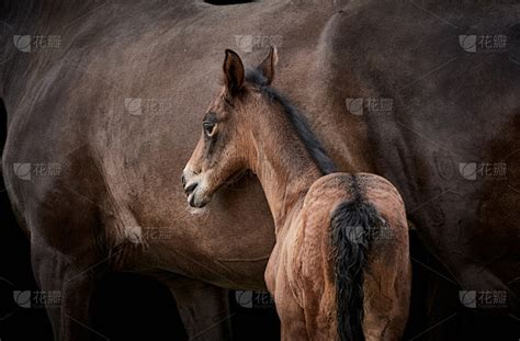 站在母马旁边的棕色纯种小母马