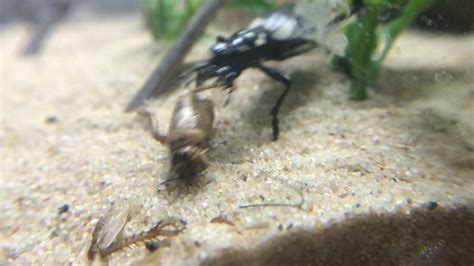 🔥 Oc Of My Predatory Beetle Anthia Sexmaculata Feasting Like An Alien Gruesome But Still