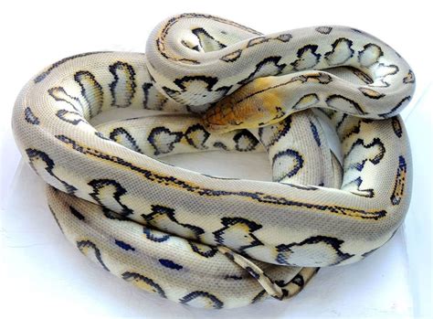 Pin On Python Morph Reticulated Python