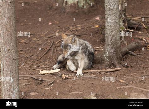 A Lone Timber Wolf In A Forest Scene Stock Photo Alamy