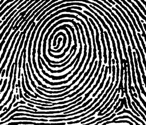 loop arch and whorl fingerprints