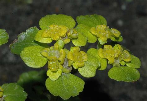 Chrysosplenium Alternifolium Saxifragaceae Image 21833 At