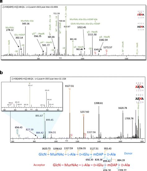 Hcd And B Etd Spectra Of A Dimer With That Could Be Either