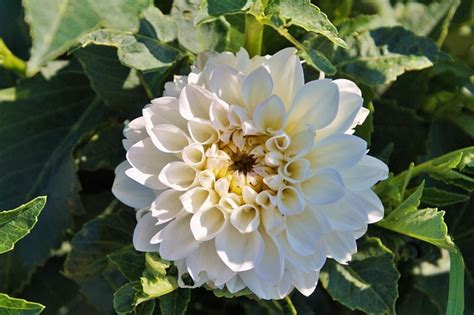 달리아 꽃 정원 Pixabay의 무료 사진