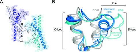 Cd9 Ec2 Structure And D Loop Flexibility A Asymmetric Unit Of The Download Scientific