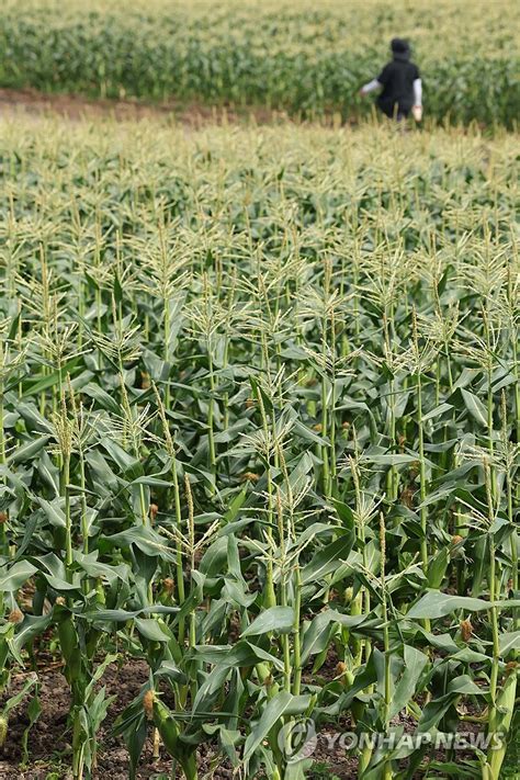 수확 앞둔 제주 초당옥수수 연합뉴스
